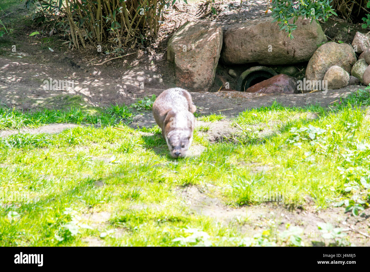 European zoo hi-res stock photography and images - Alamy
