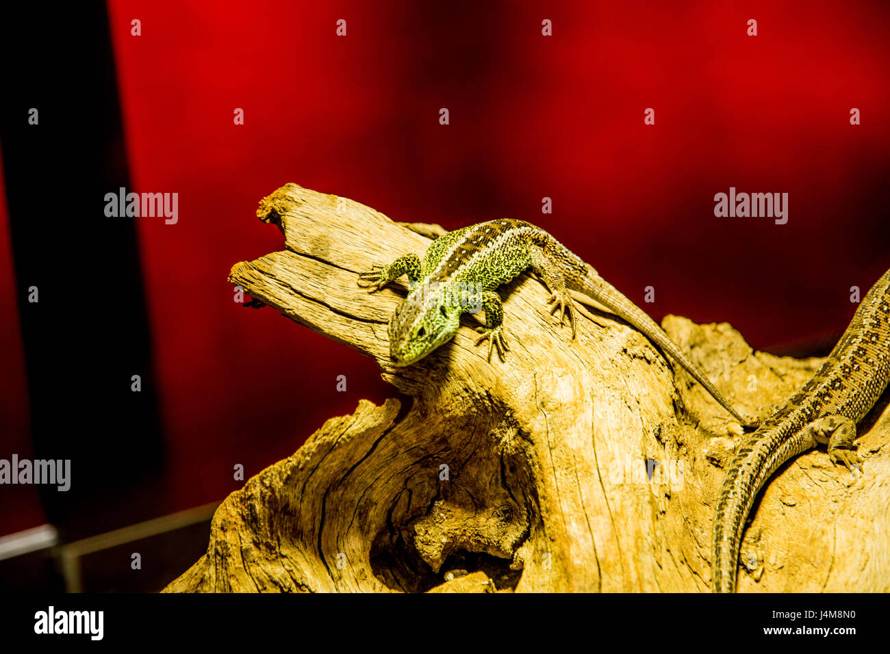 calm colorful little wizard on a wooden branch Stock Photo - Alamy