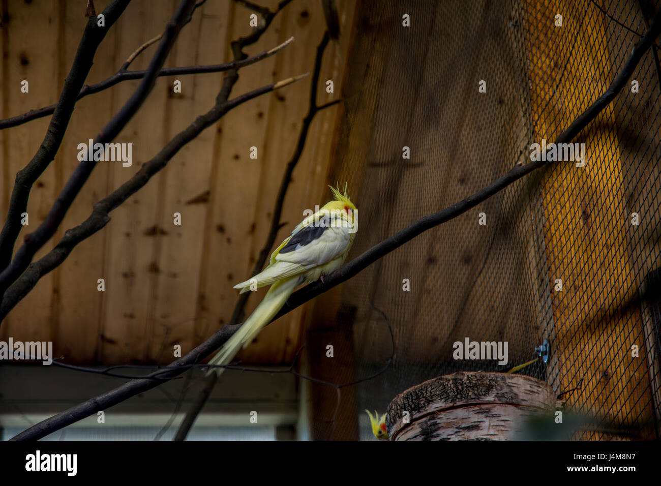 colorful bird inside a big cage on a wooden branch Stock Photo - Alamy