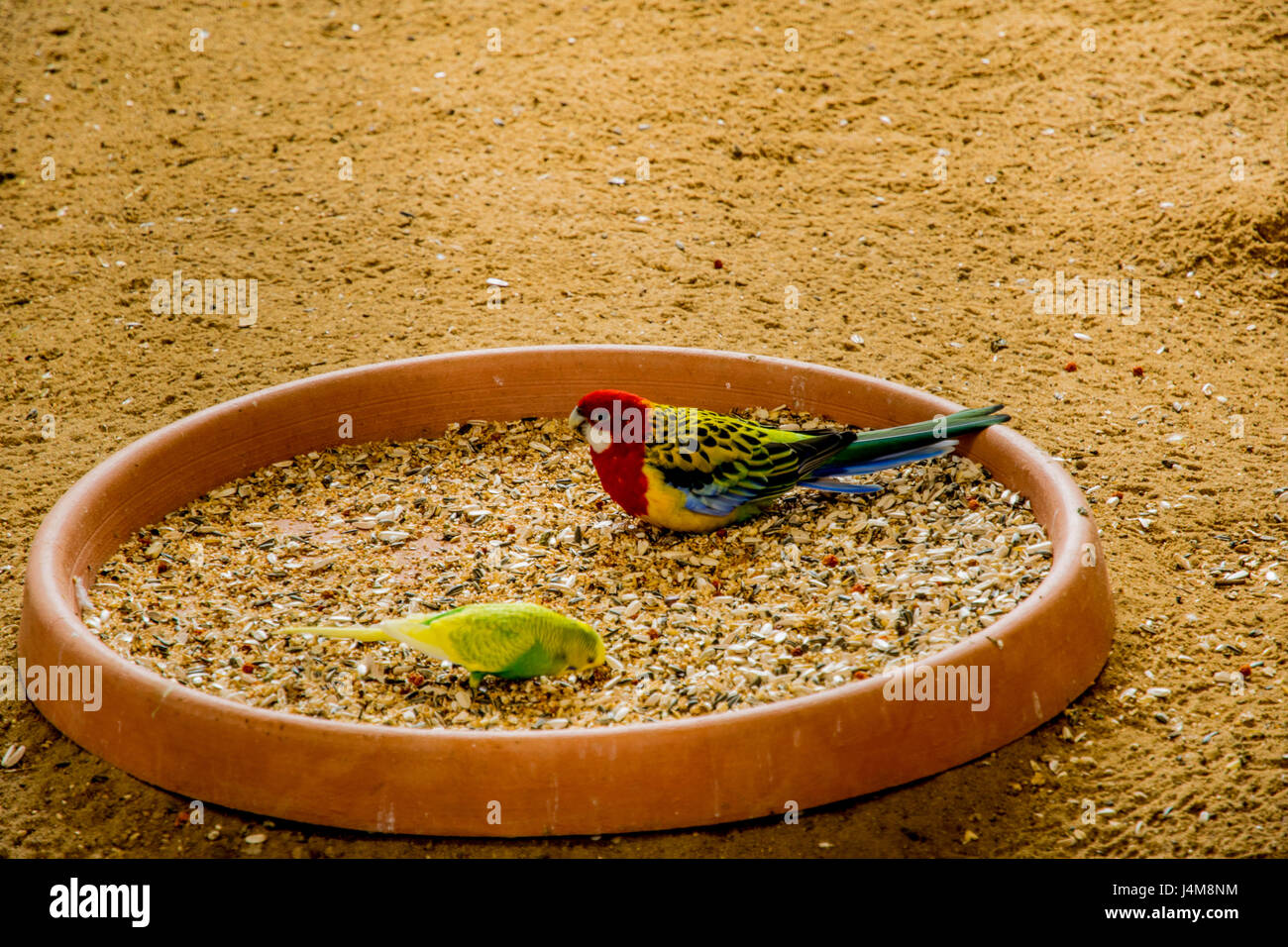 colorful bird inside a big cage on a wooden branch Stock Photo - Alamy