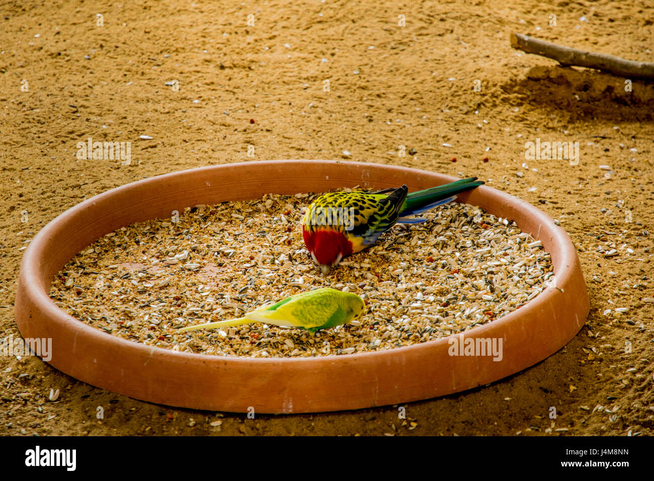 colorful bird inside a big cage on a wooden branch Stock Photo - Alamy