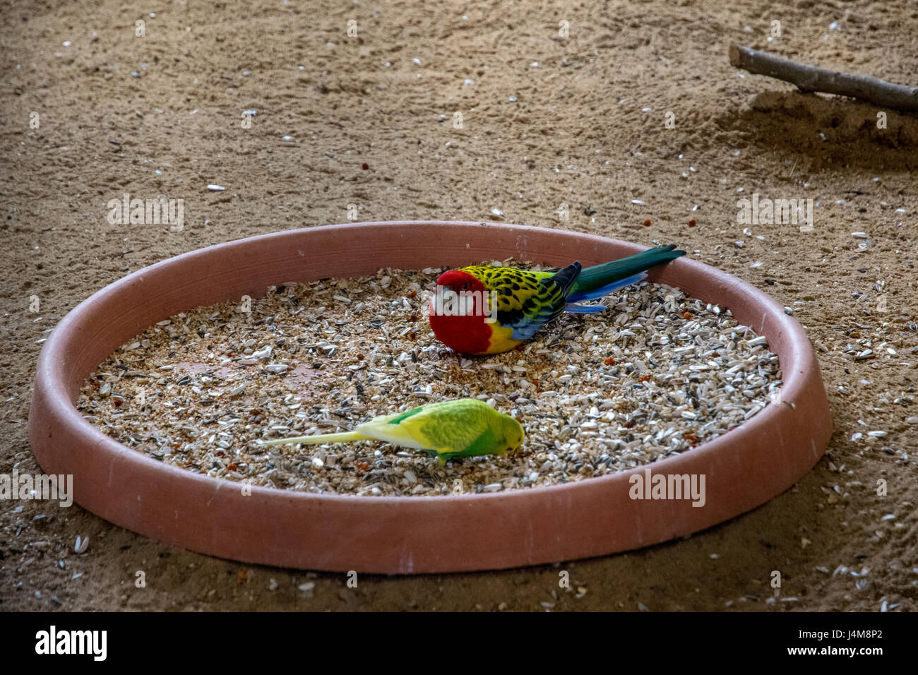 colorful bird inside a big cage on a wooden branch Stock Photo - Alamy