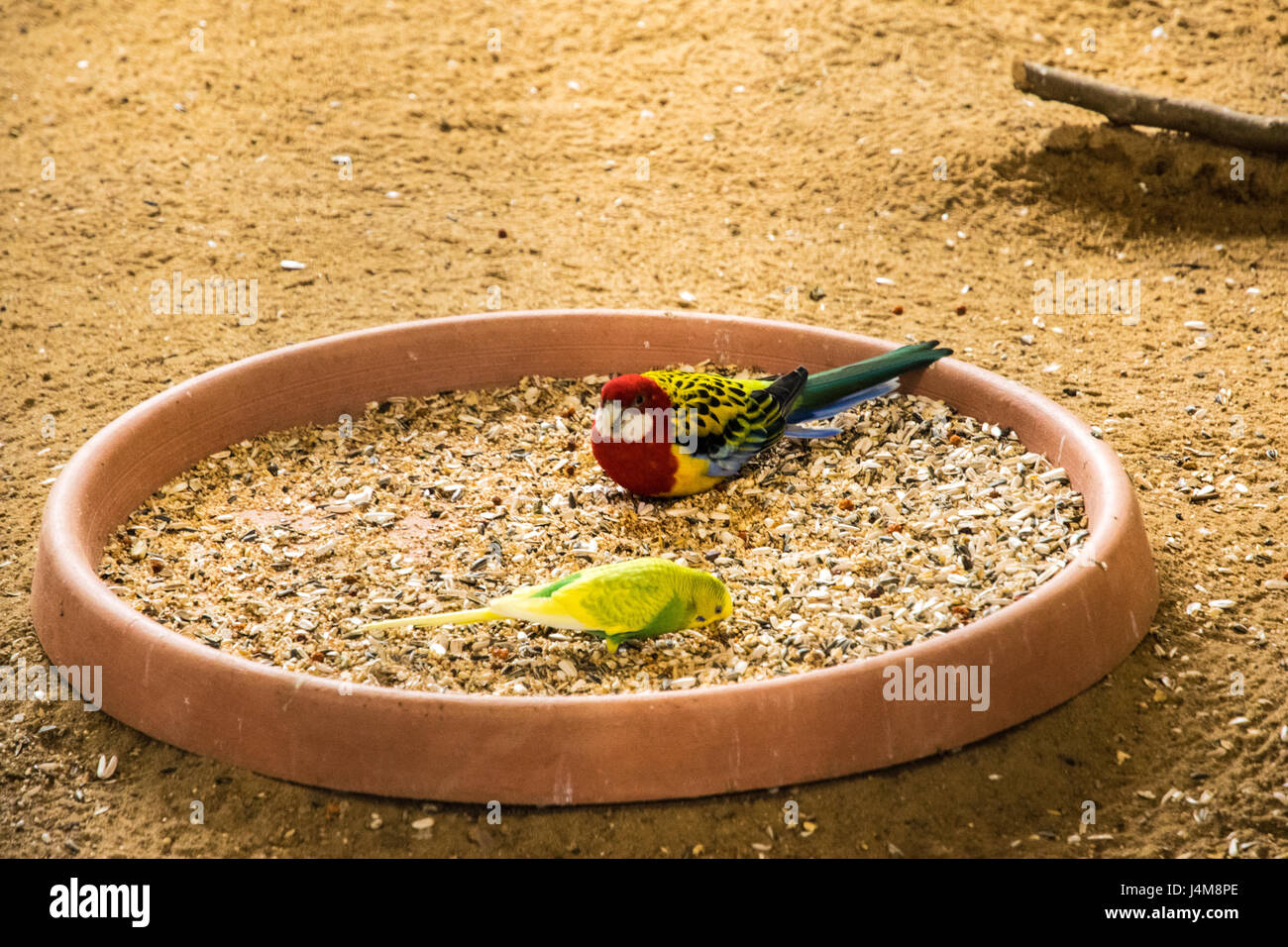 Beautiful cage birds isolated on hi-res stock photography and images ...