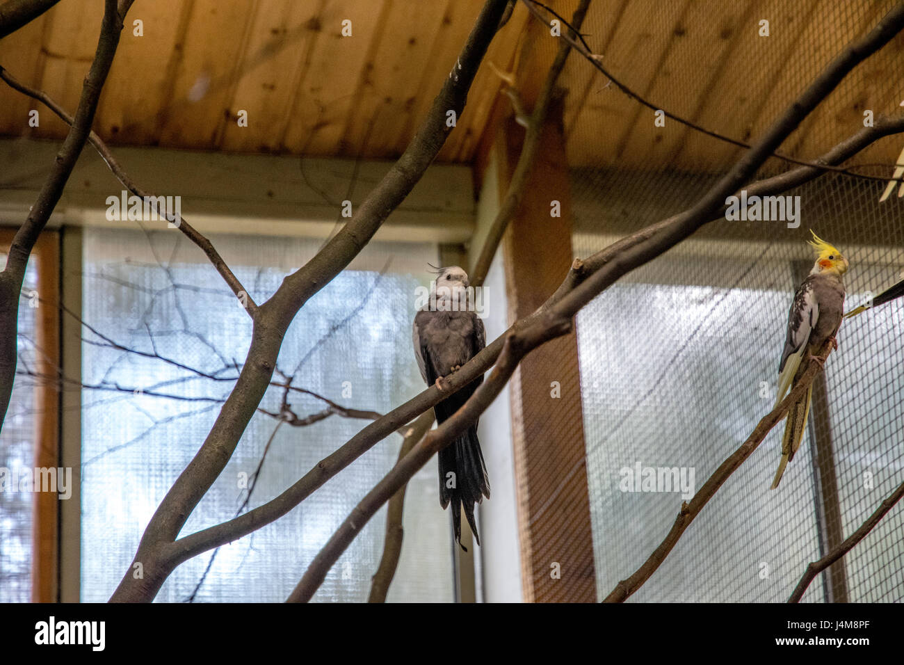 Big bird cage hi-res stock photography and images - Alamy