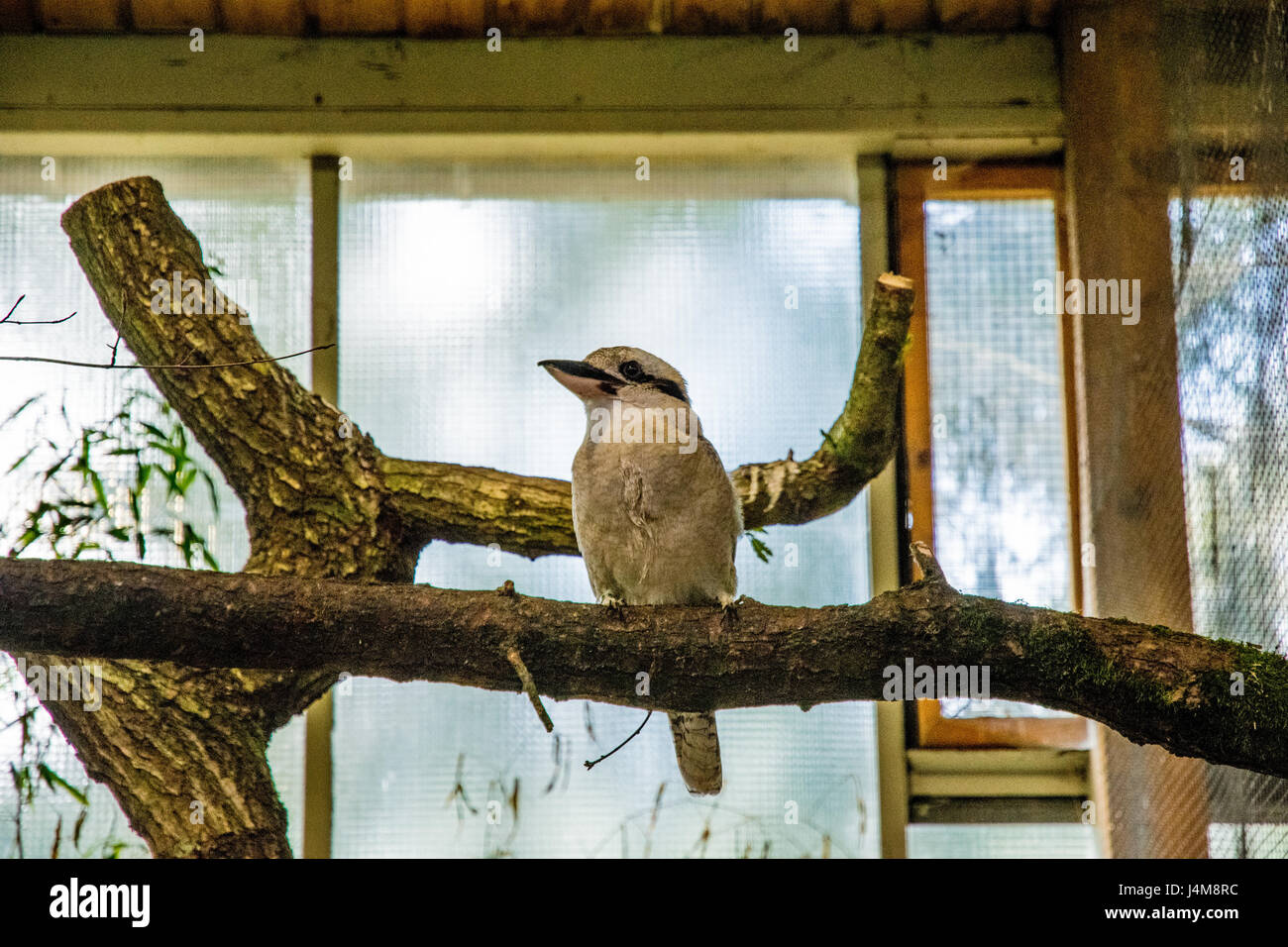 colorful bird inside a big cage on a wooden branch Stock Photo - Alamy