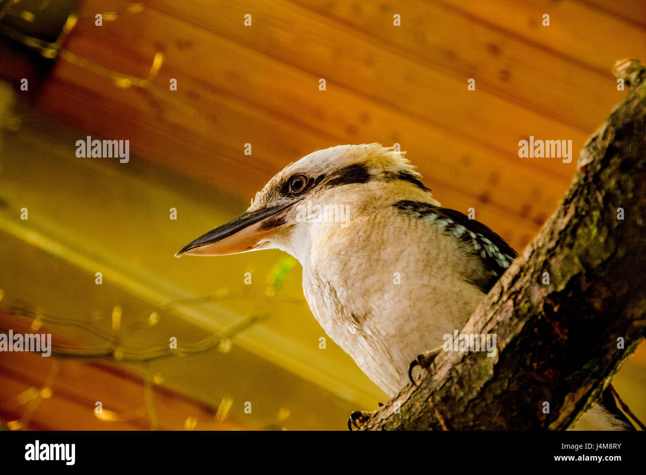 colorful bird inside a big cage on a wooden branch Stock Photo - Alamy