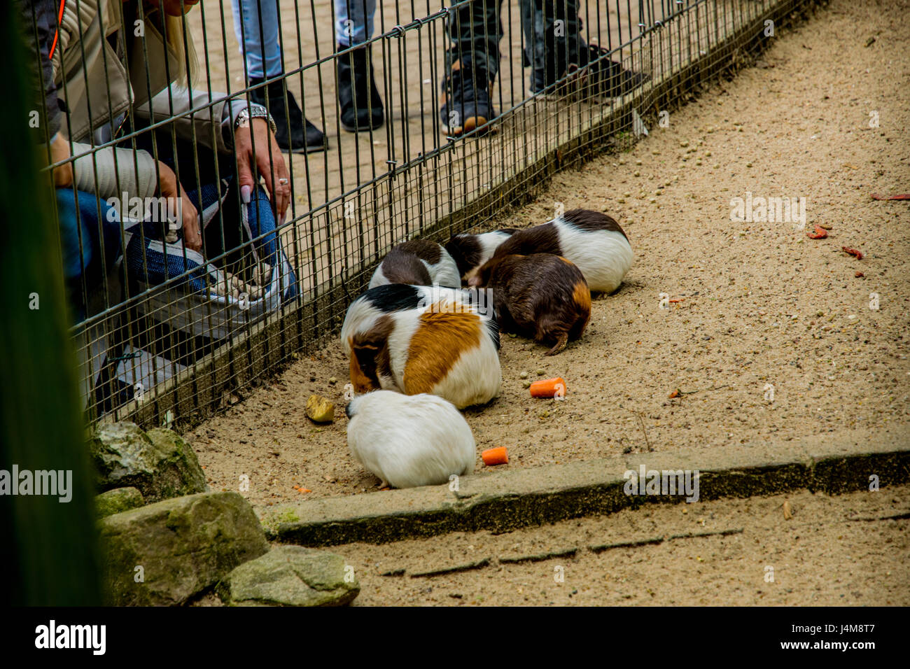 beautiful fat hamster in a zoo Europe Stock Photo - Alamy