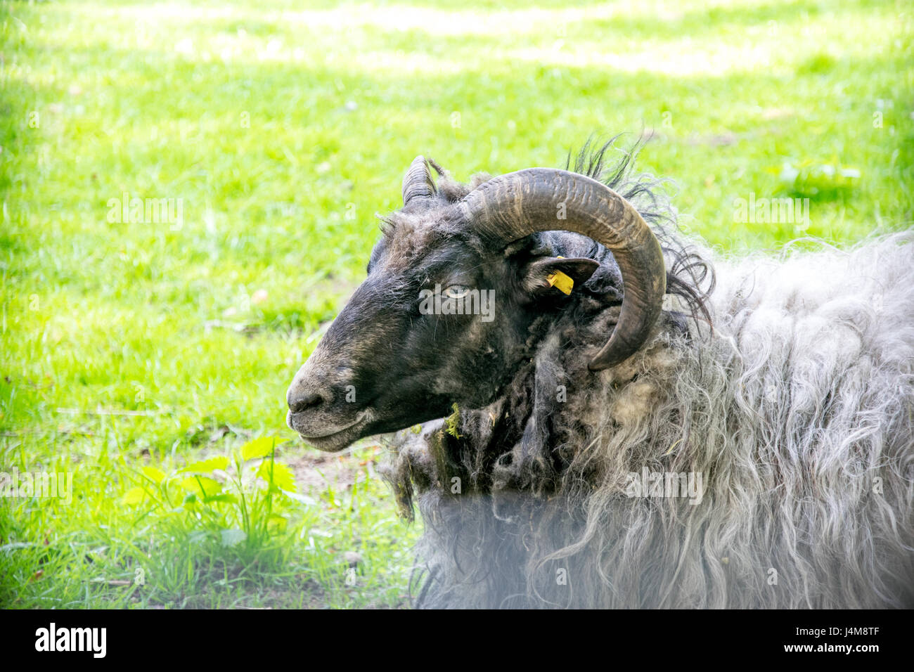 Strong sheep hi-res stock photography and images - Alamy