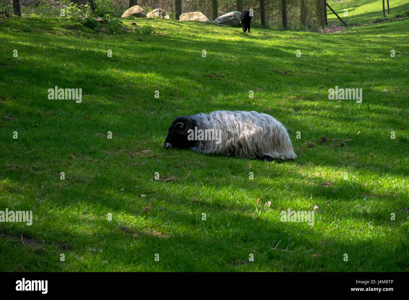 big strong sheep male with long horns Stock Photo - Alamy