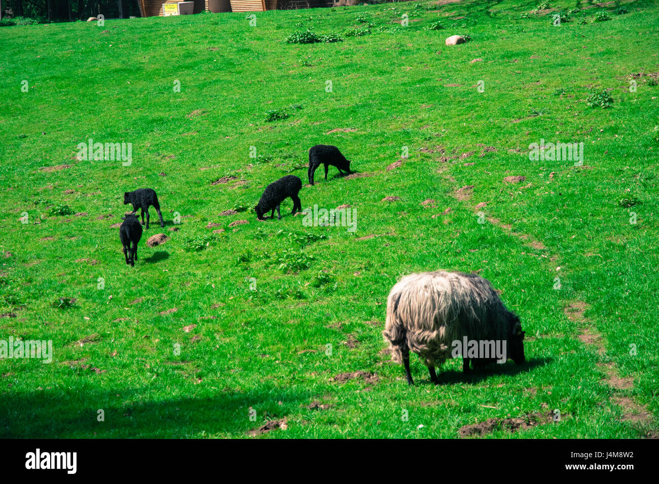 big strong sheep male with long horns Stock Photo - Alamy