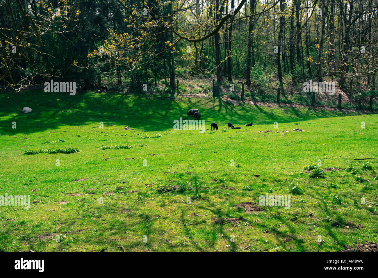 Strong sheep hi-res stock photography and images - Alamy