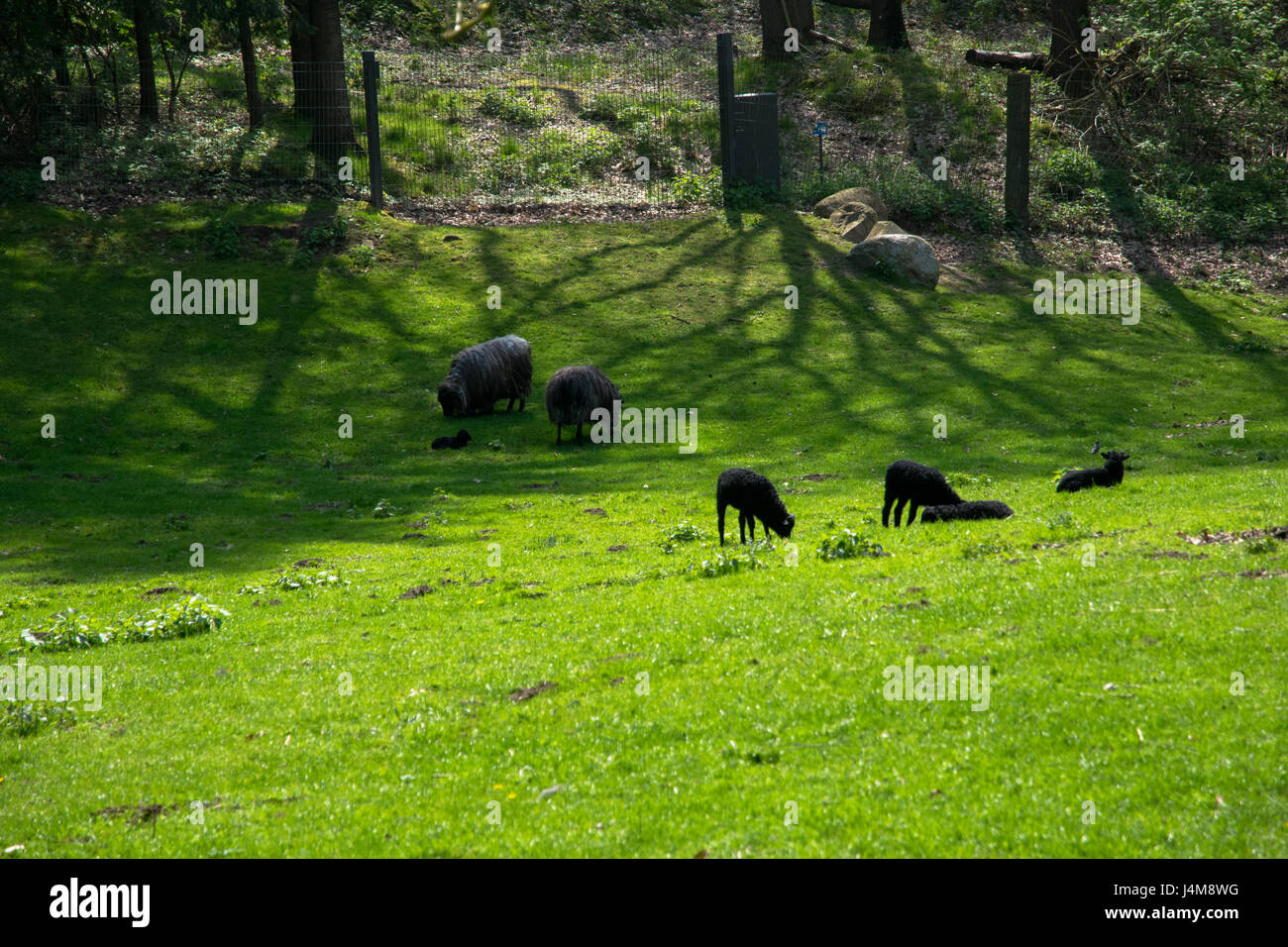 big strong sheep male with long horns Stock Photo - Alamy
