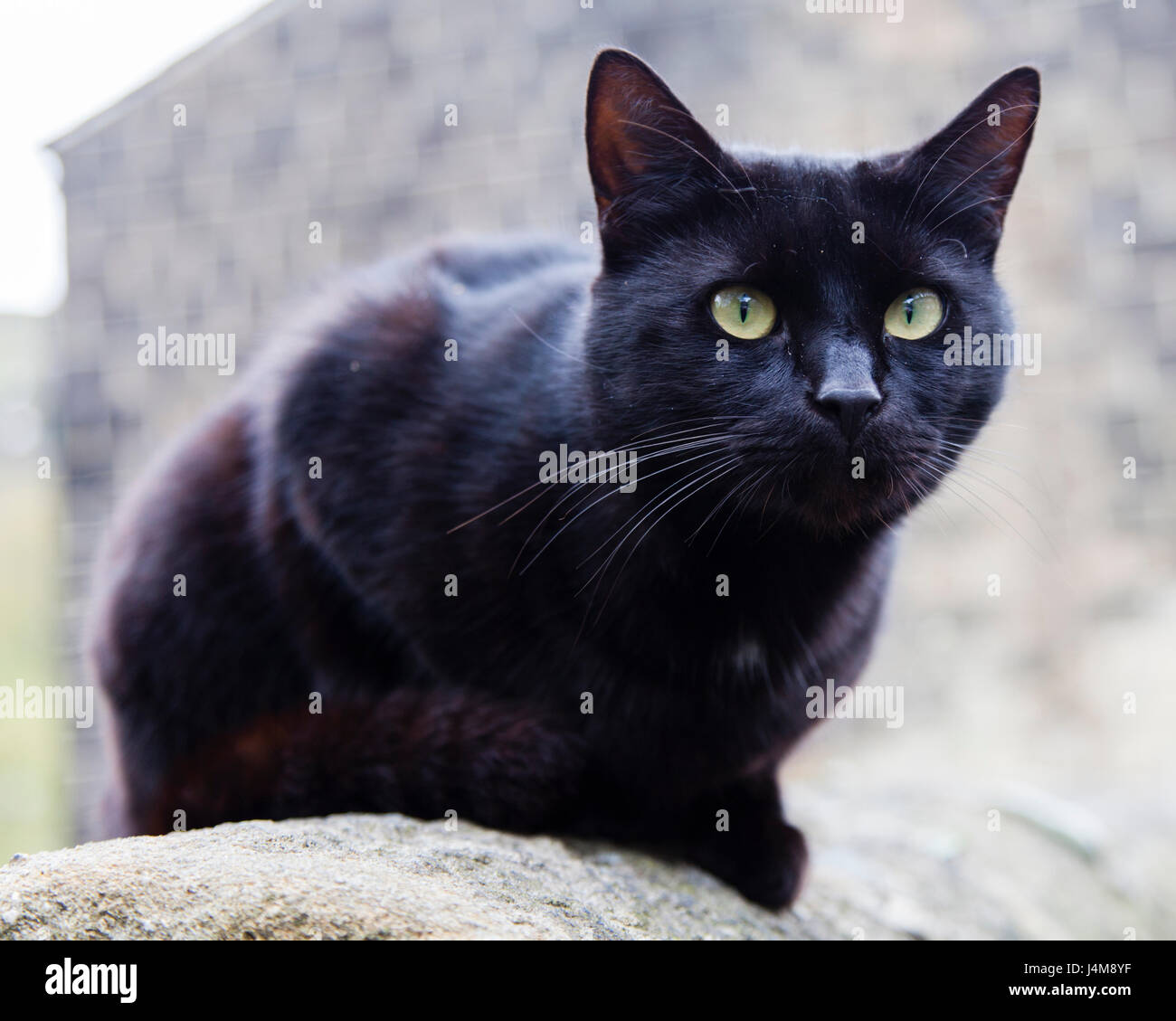 Crouching feline hi-res stock photography and images - Alamy