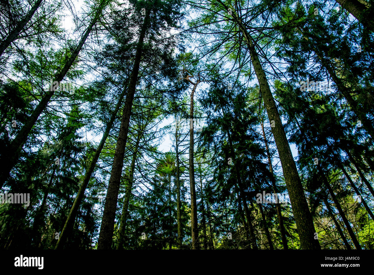 long trees in the woods with sky background Stock Photo - Alamy