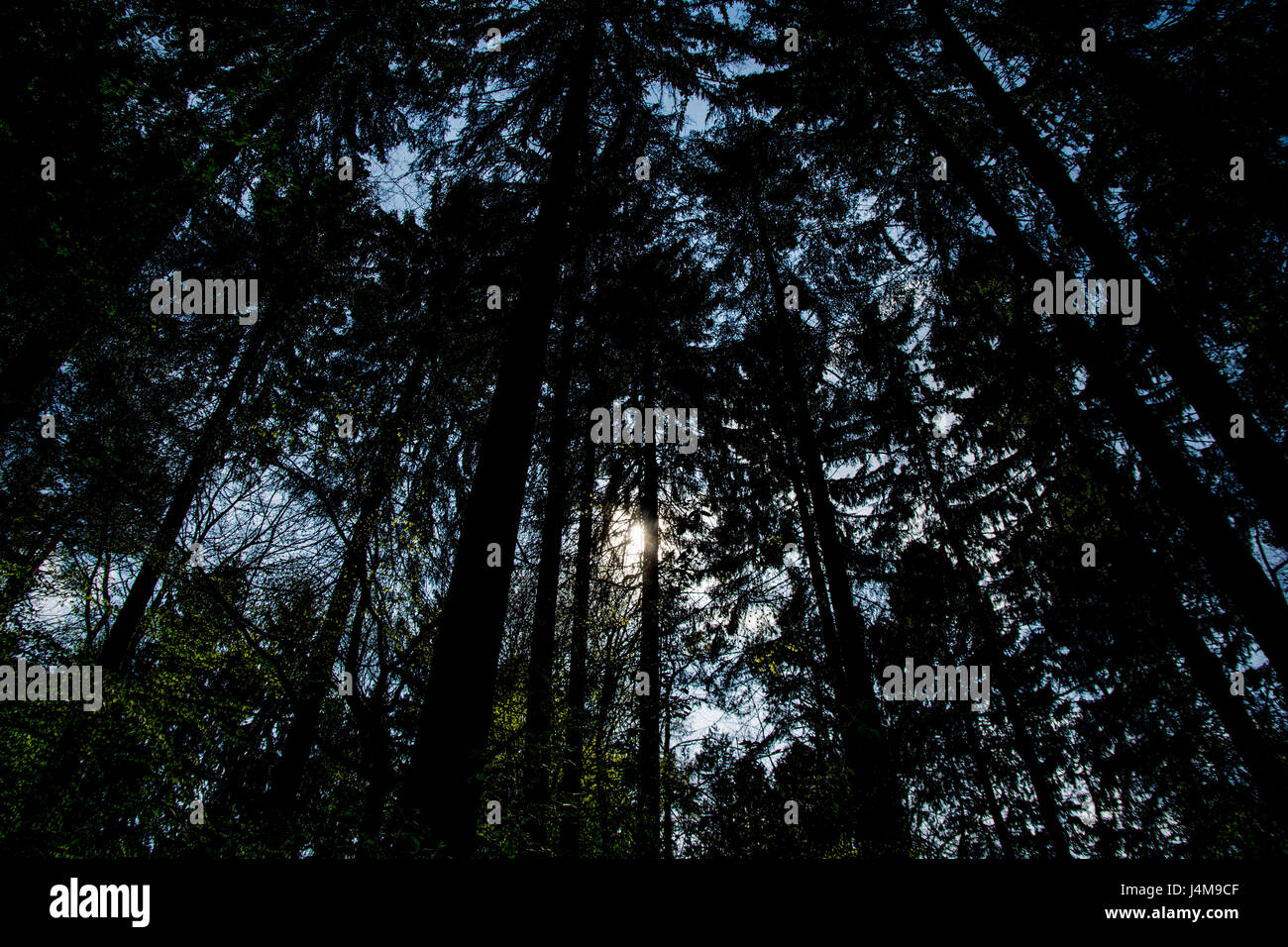 long trees in the woods with sky background Stock Photo - Alamy