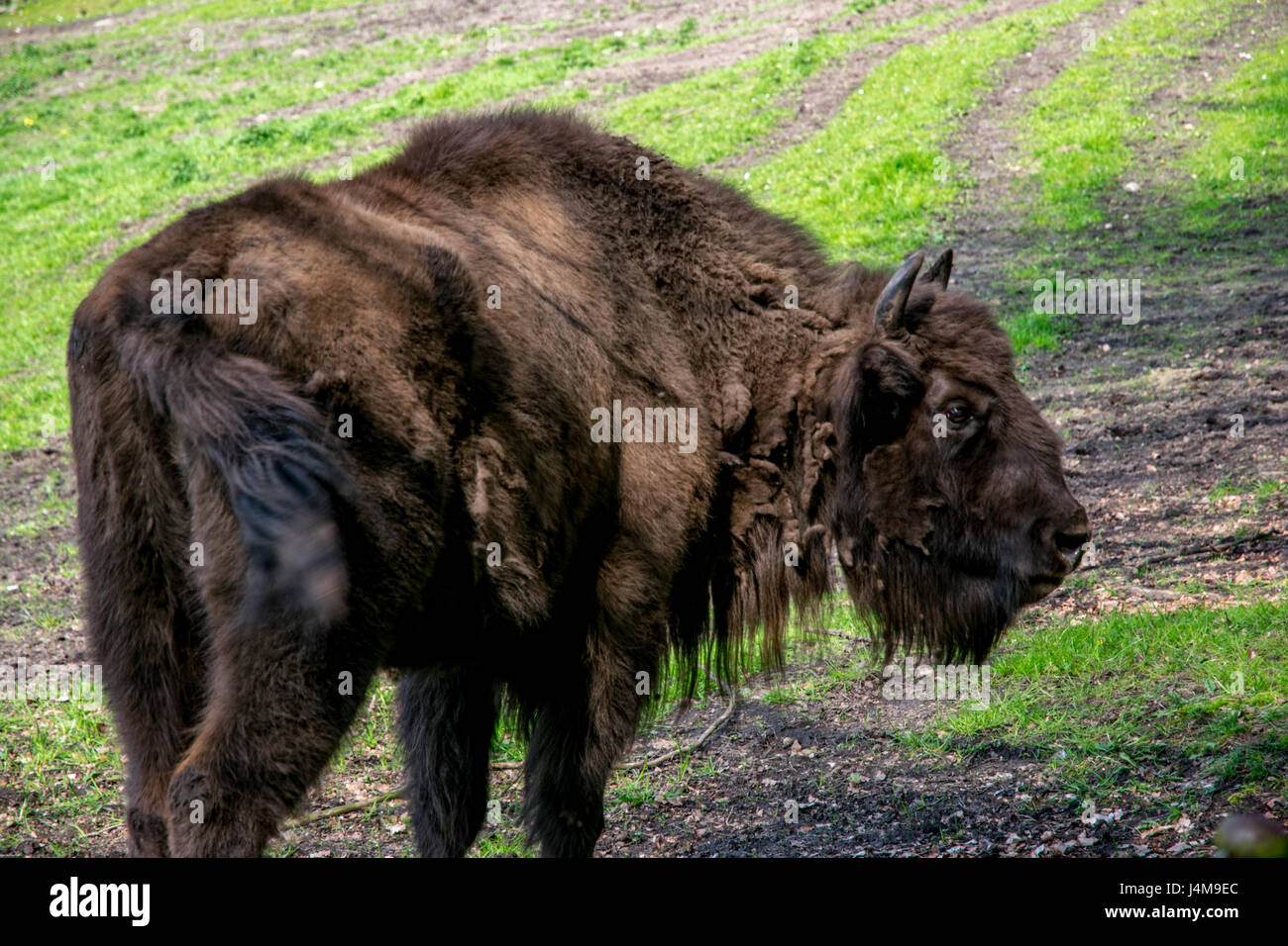 European big brown bison in a green field Stock Photo - Alamy