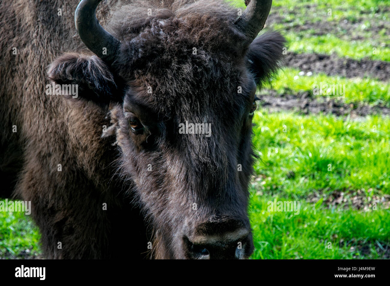 European big brown bison in a green field Stock Photo - Alamy