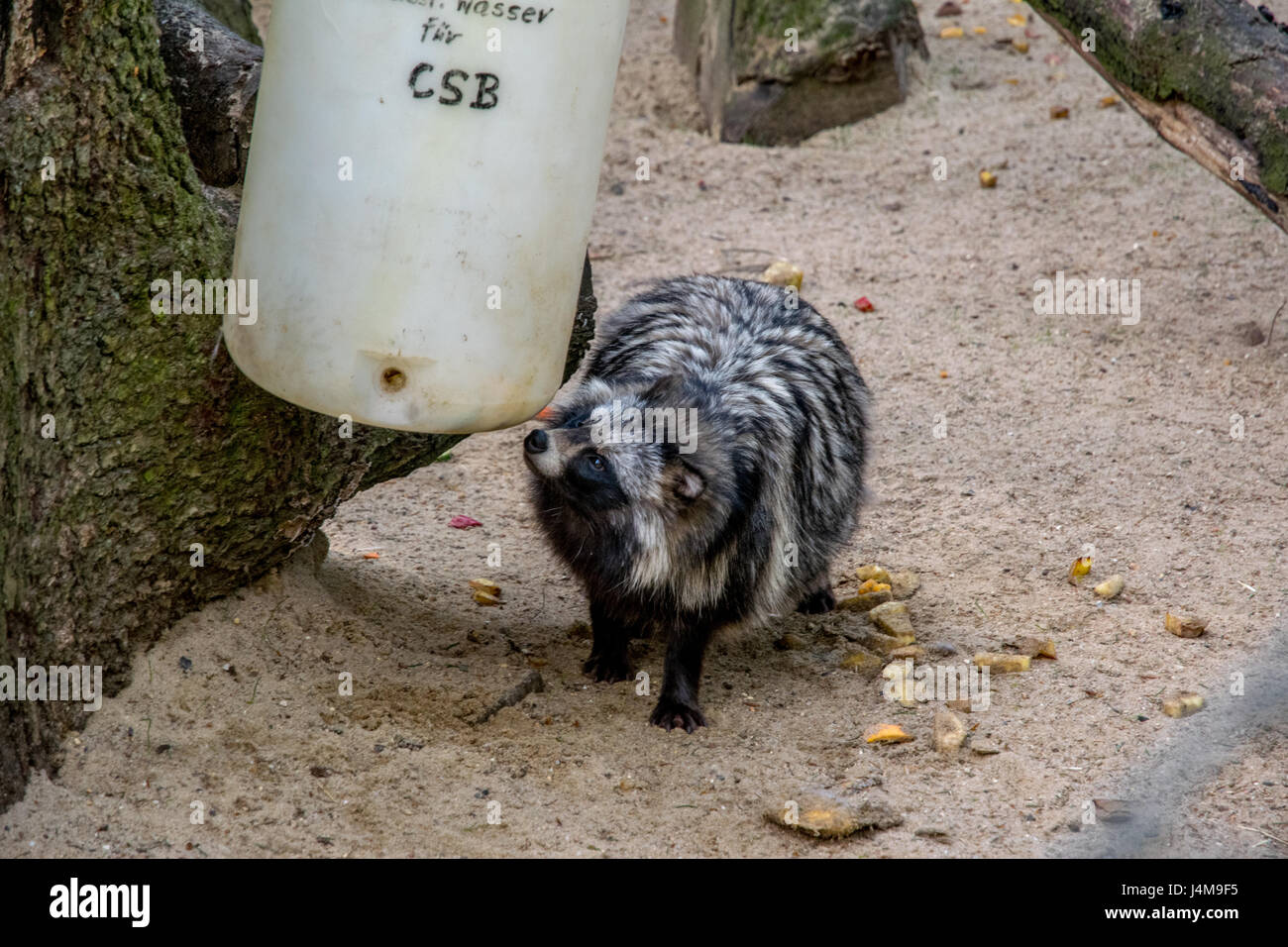single racoon near a water pump in a zoo Stock Photo - Alamy