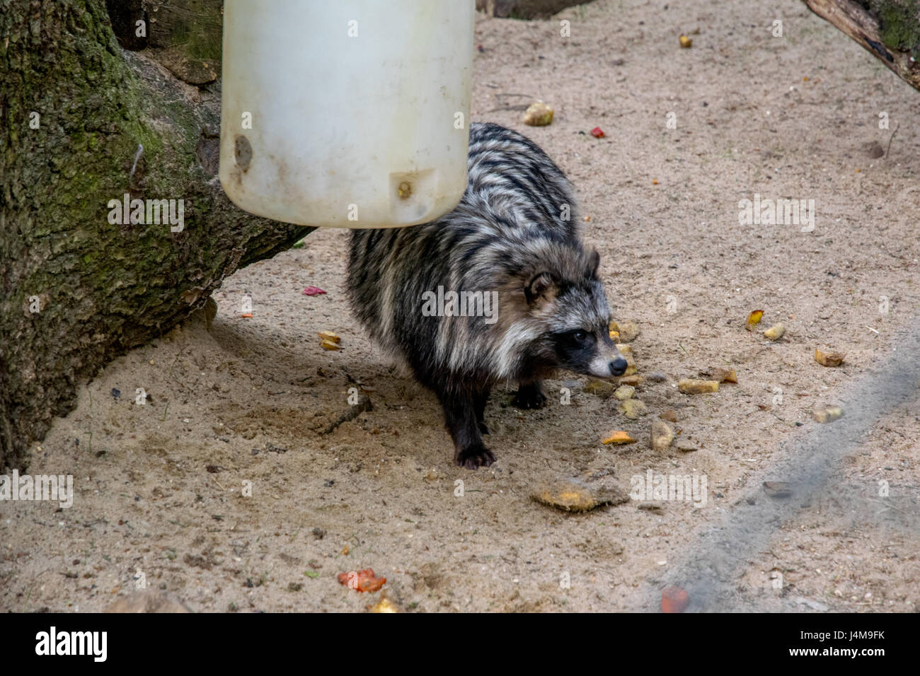 single racoon near a water pump in a zoo Stock Photo - Alamy