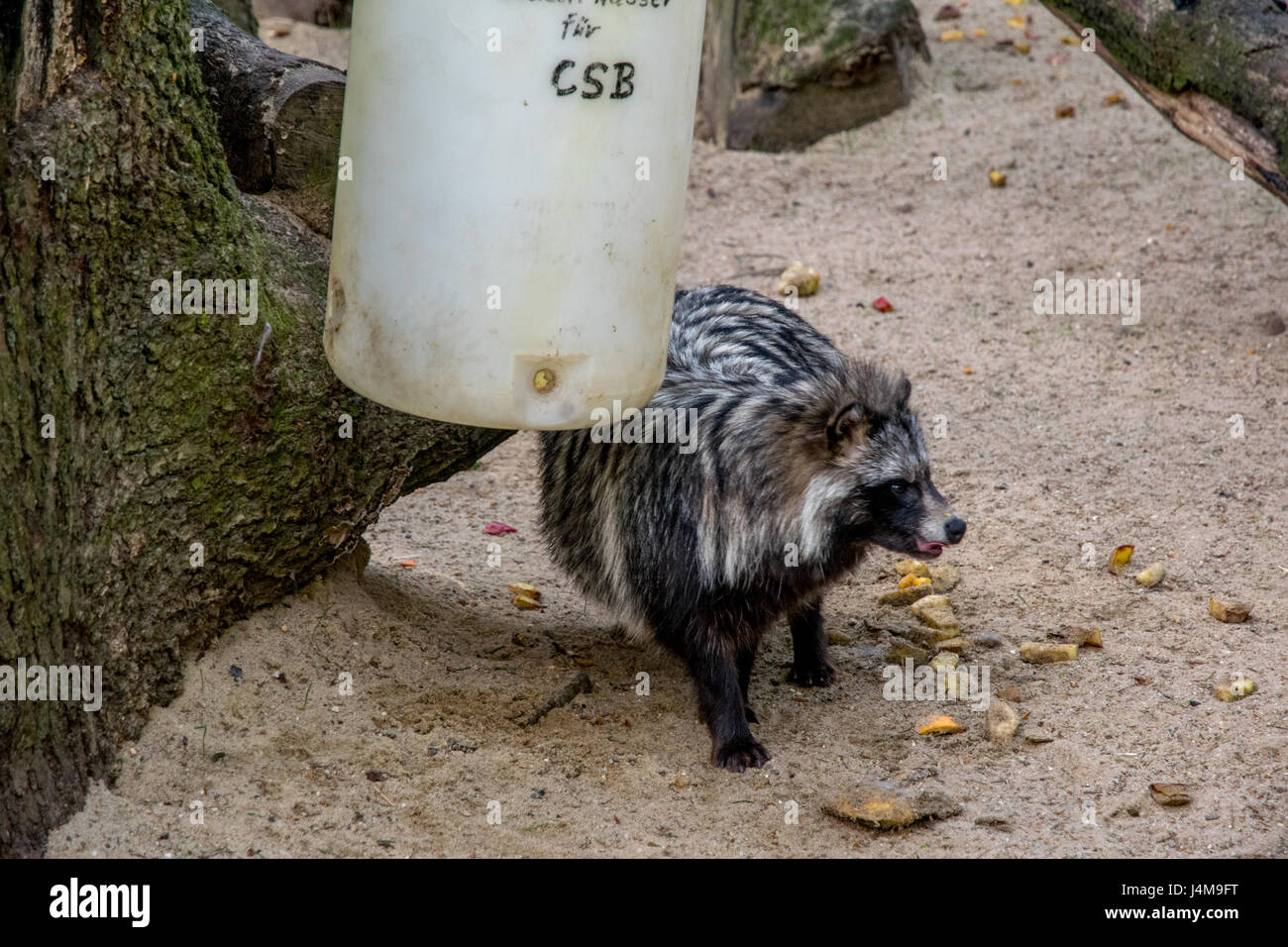 single racoon near a water pump in a zoo Stock Photo - Alamy