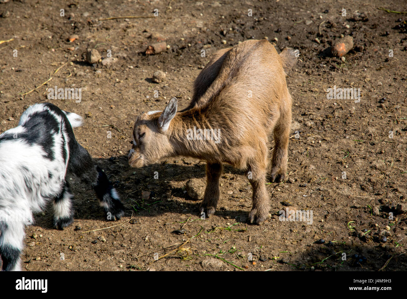 Beautiful goat hi-res stock photography and images - Alamy