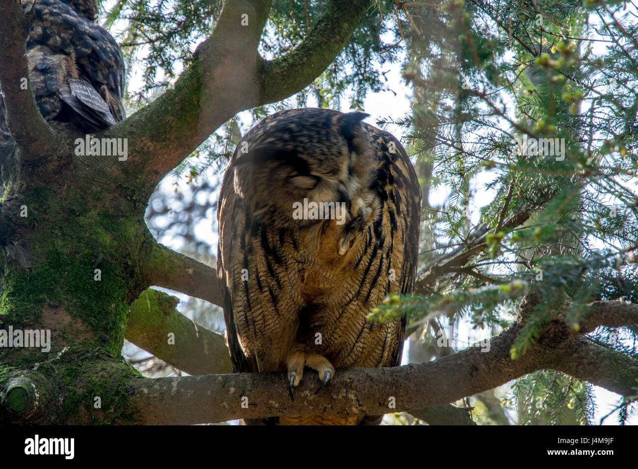 beautiful sleeping owl with natural background Stock Photo - Alamy