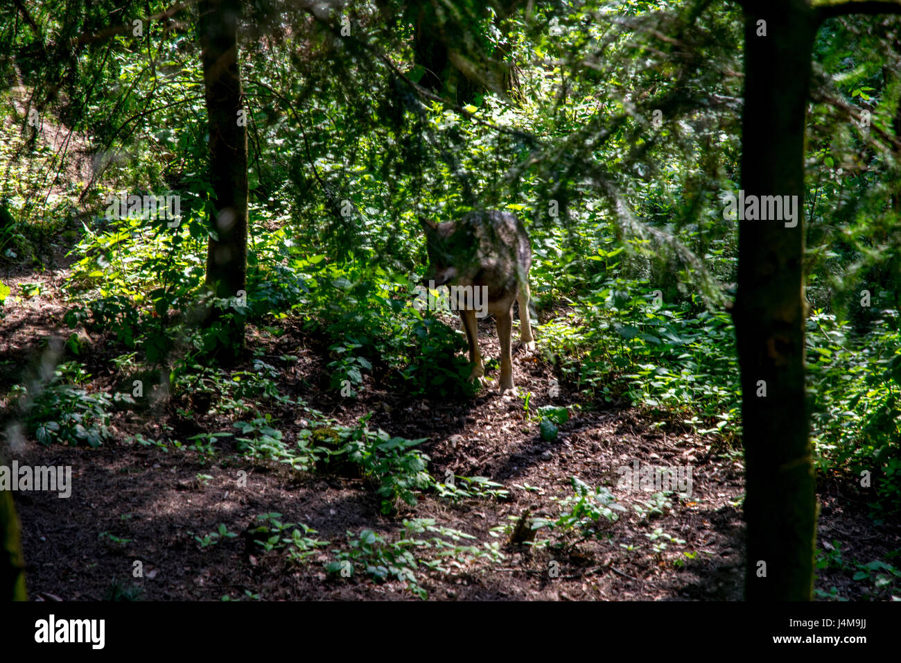 gray wolf in the woods between green trees Stock Photo - Alamy