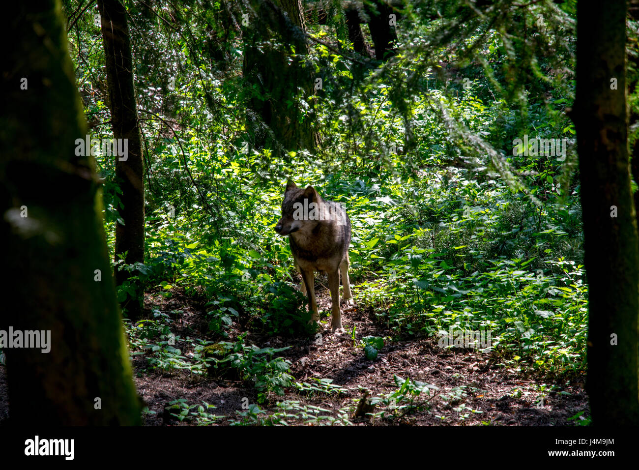 gray wolf in the woods between green trees Stock Photo - Alamy