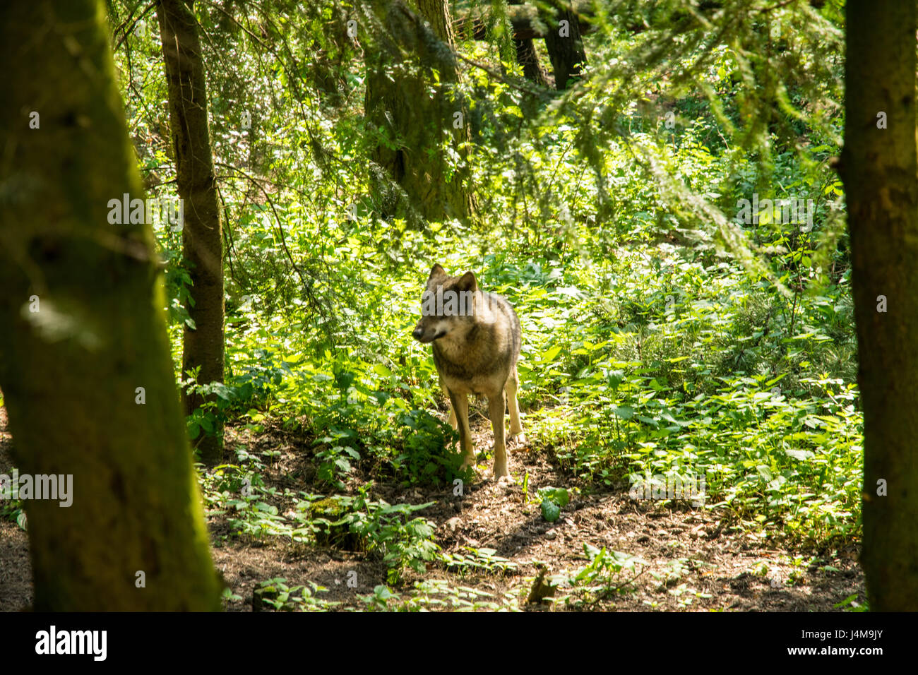 gray wolf in the woods between green trees Stock Photo - Alamy