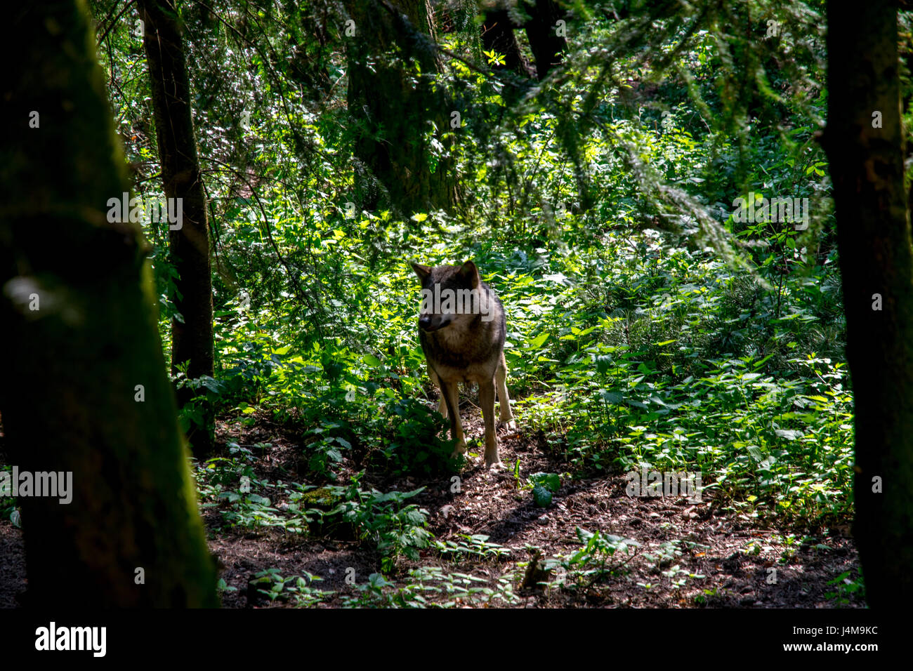 gray wolf in the woods between green trees Stock Photo - Alamy
