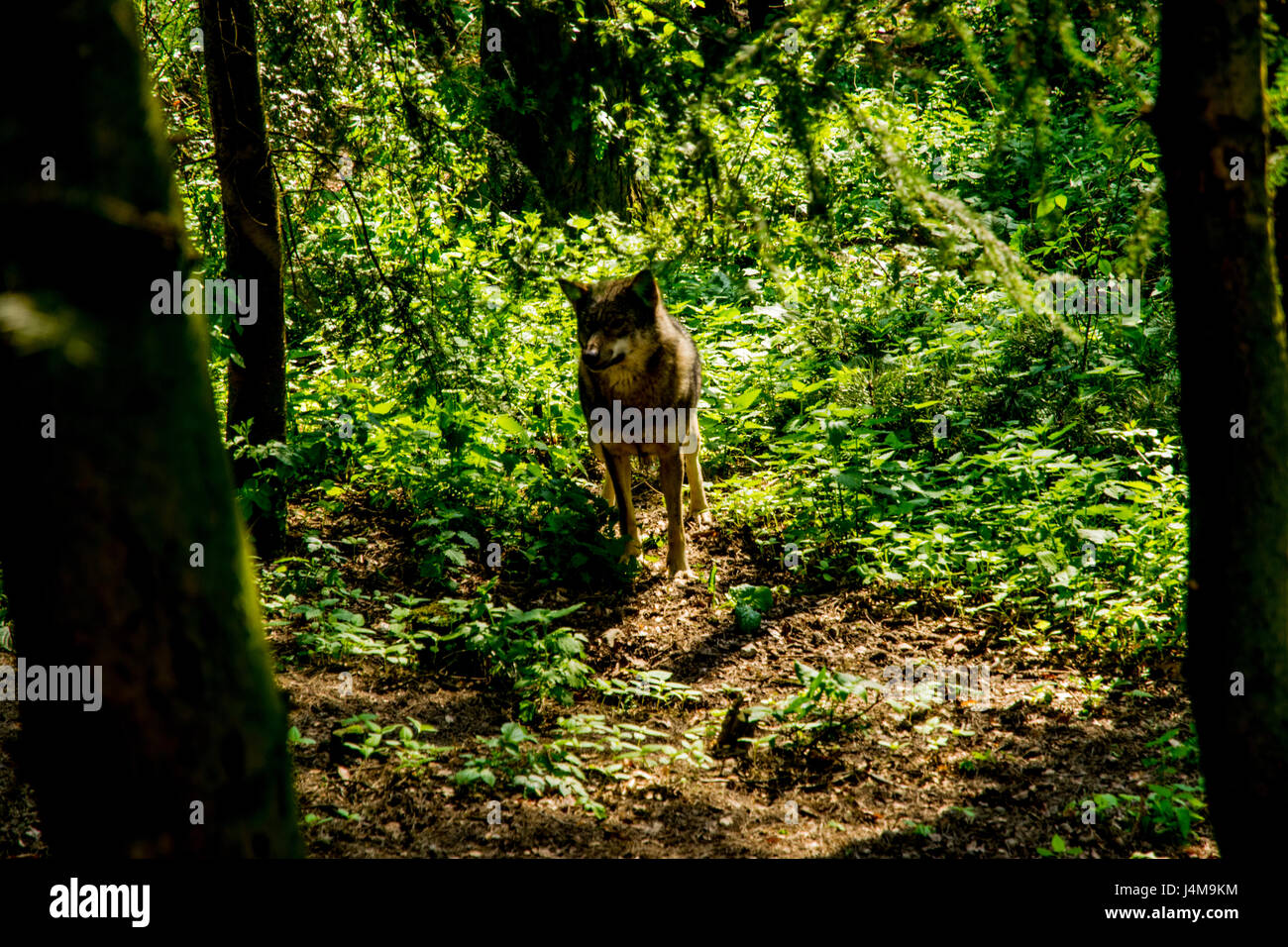 gray wolf in the woods between green trees Stock Photo - Alamy