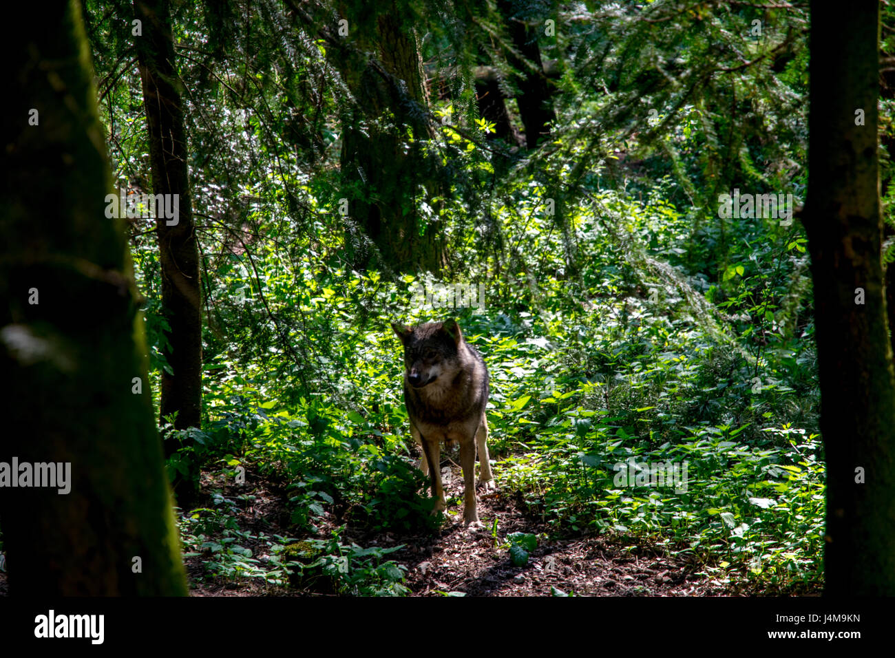 gray wolf in the woods between green trees Stock Photo - Alamy