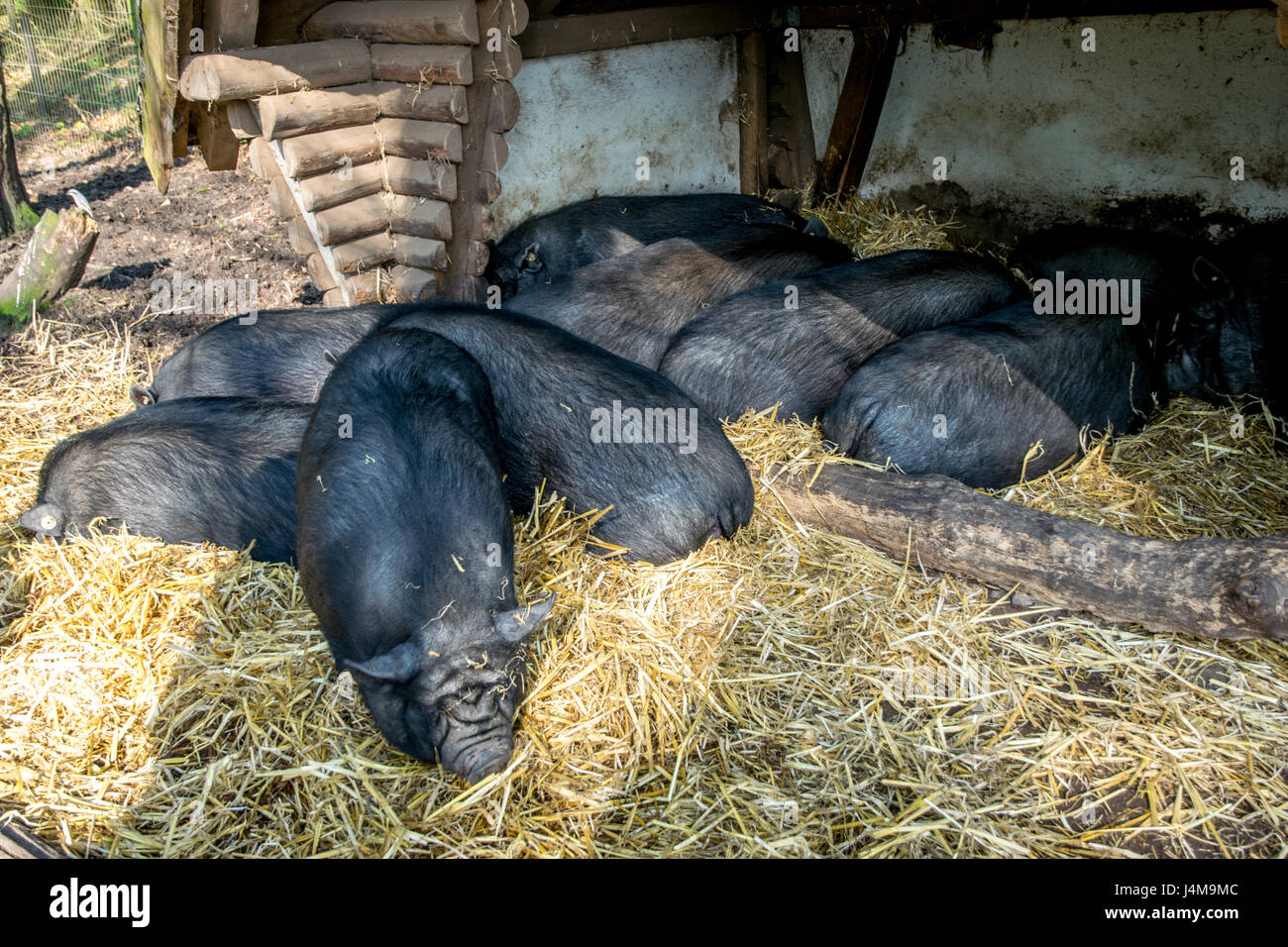 fat gray pig walking in the open woods in Europe Stock Photo - Alamy