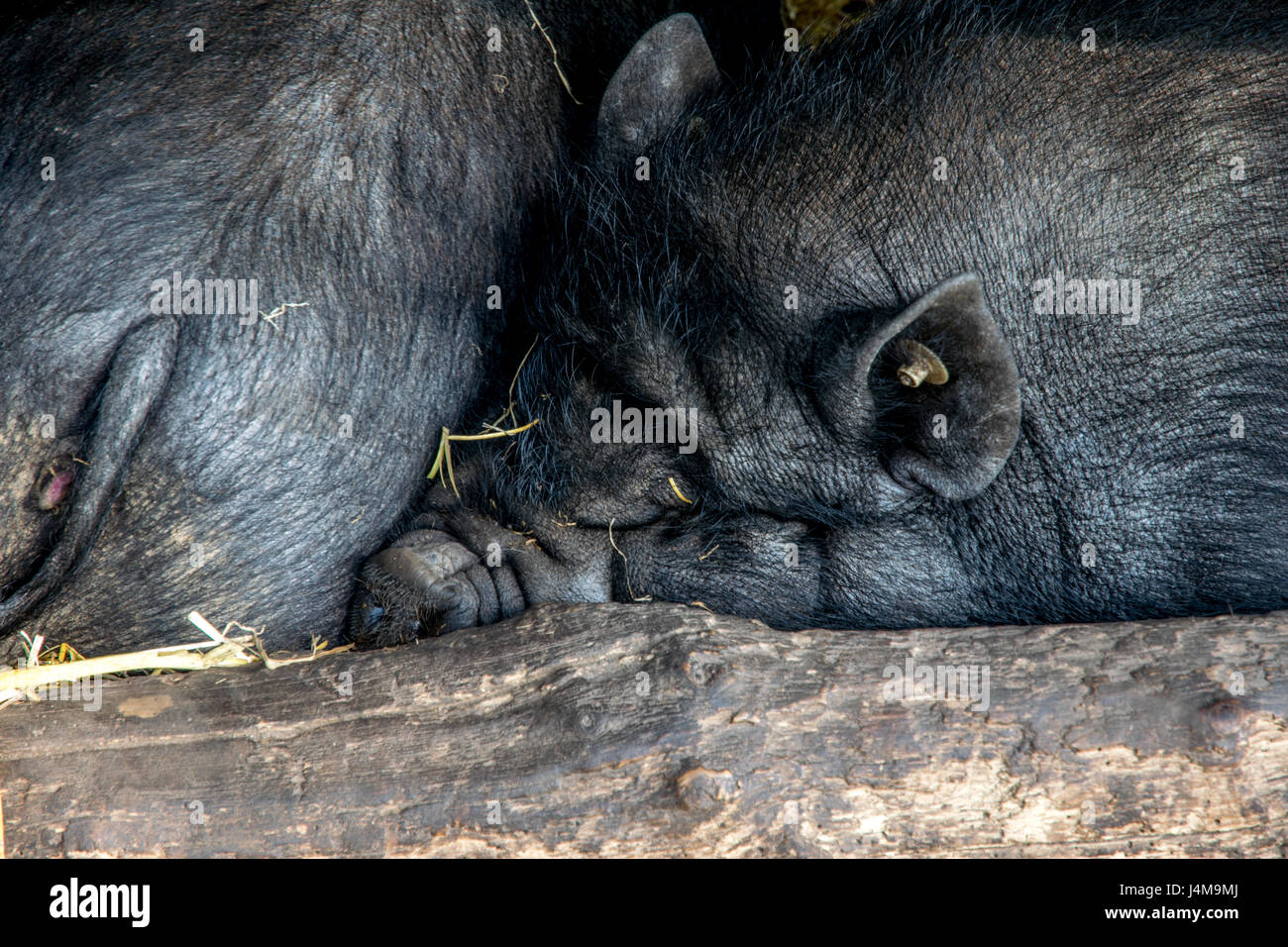 fat gray pig walking in the open woods in Europe Stock Photo - Alamy