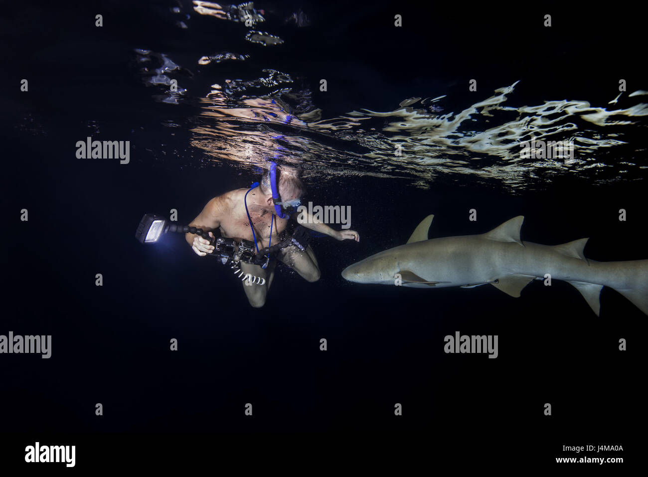 Underwater photographer swimming with Tawny nurse sharks (Nebrius ...