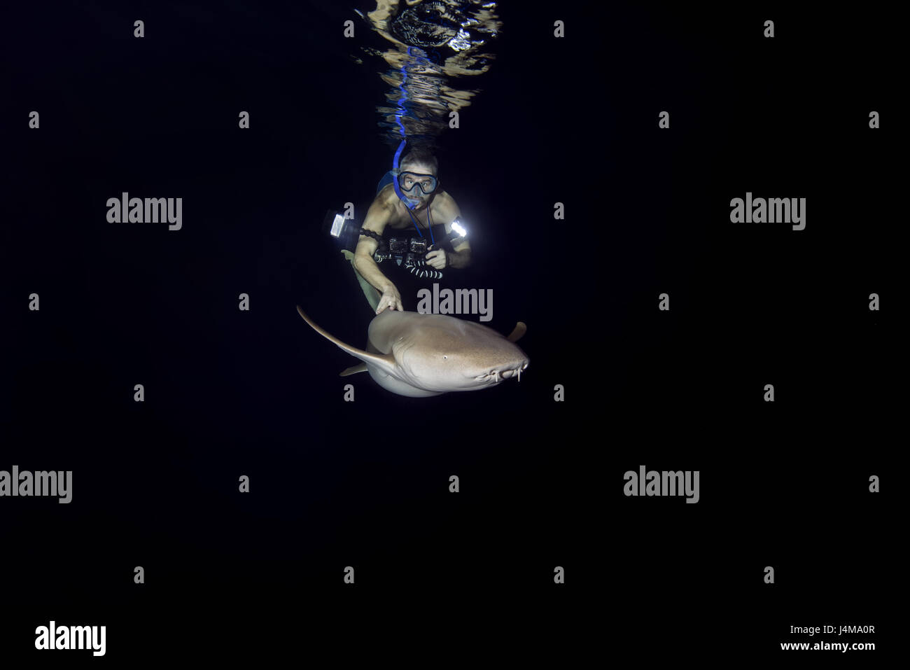 Underwater photographer swimming with Tawny nurse sharks (Nebrius ...