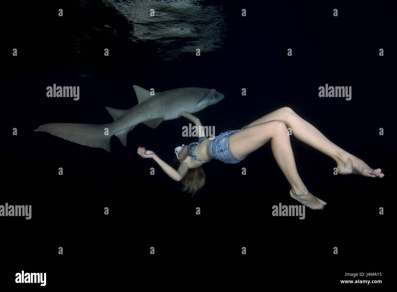 Young beautiful woman swims at night with a shark - Tawny nurse sharks ...