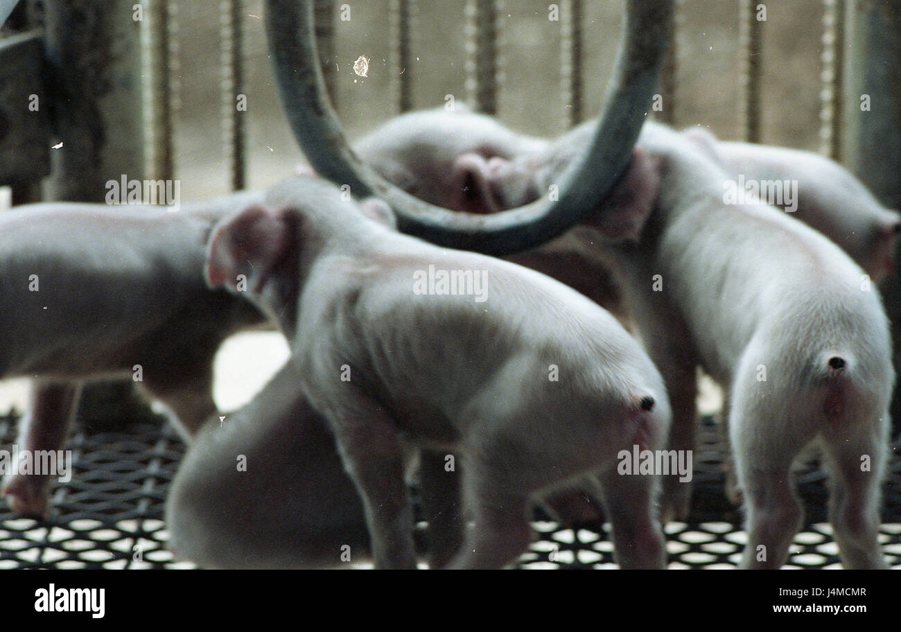 picture of baby pigs Stock Photo - Alamy