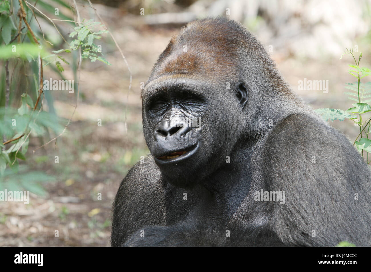 Silverback gorilla standing hi-res stock photography and images - Alamy