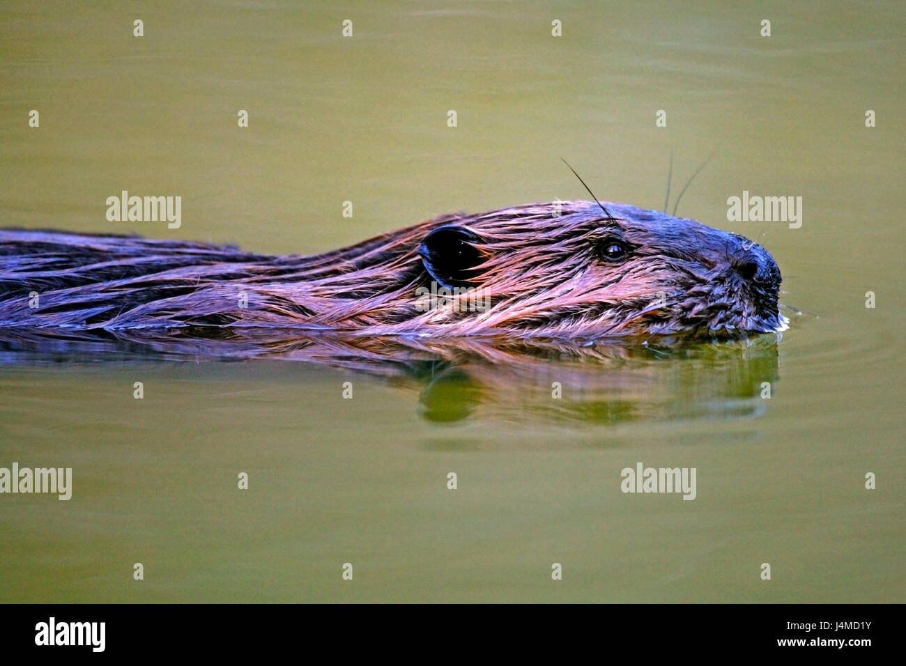 Close up of Beaver swimming in pond, watching Stock Photo - Alamy