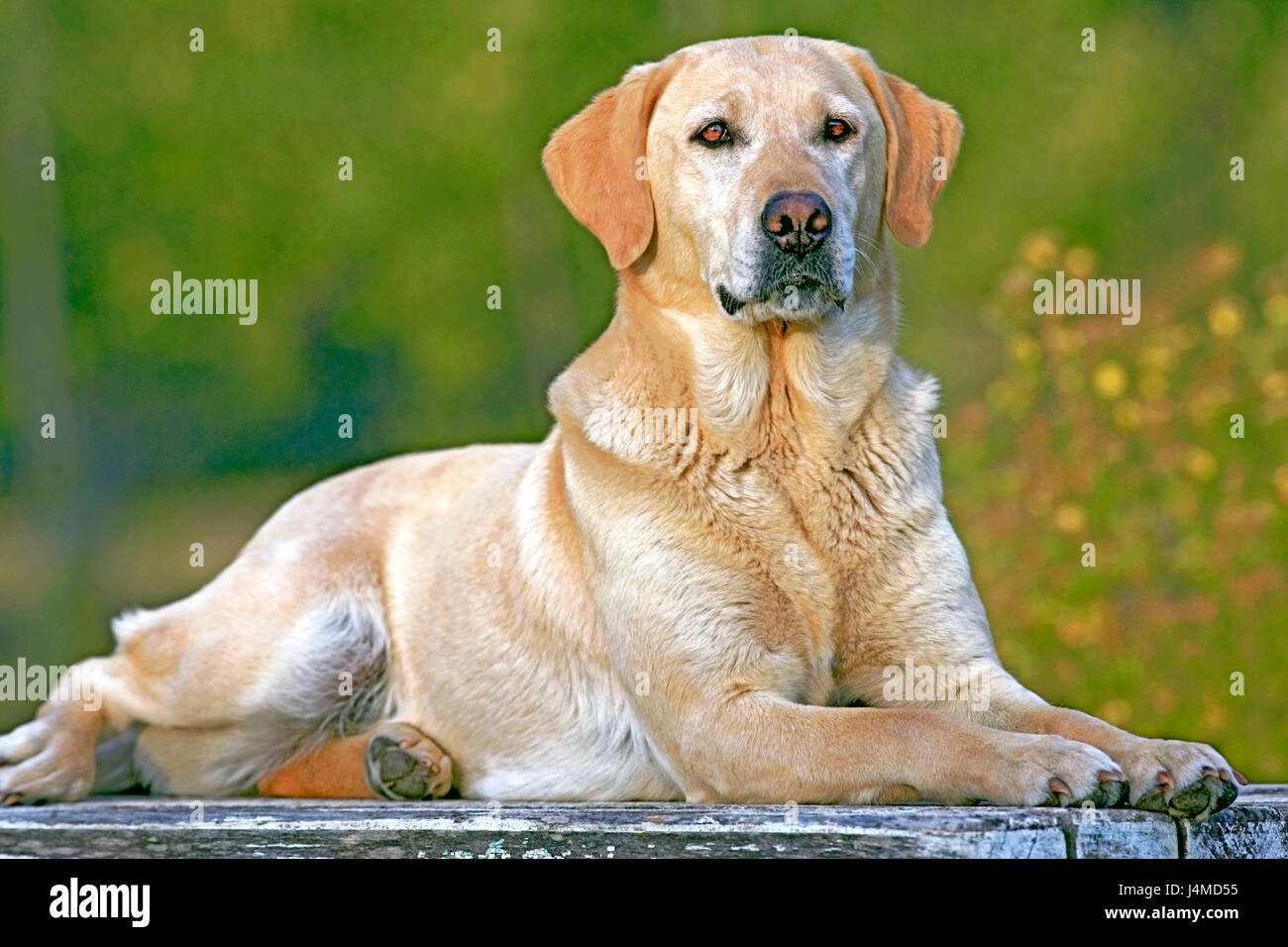 Yellow Labrador Retriever laying outside, watching Stock Photo - Alamy