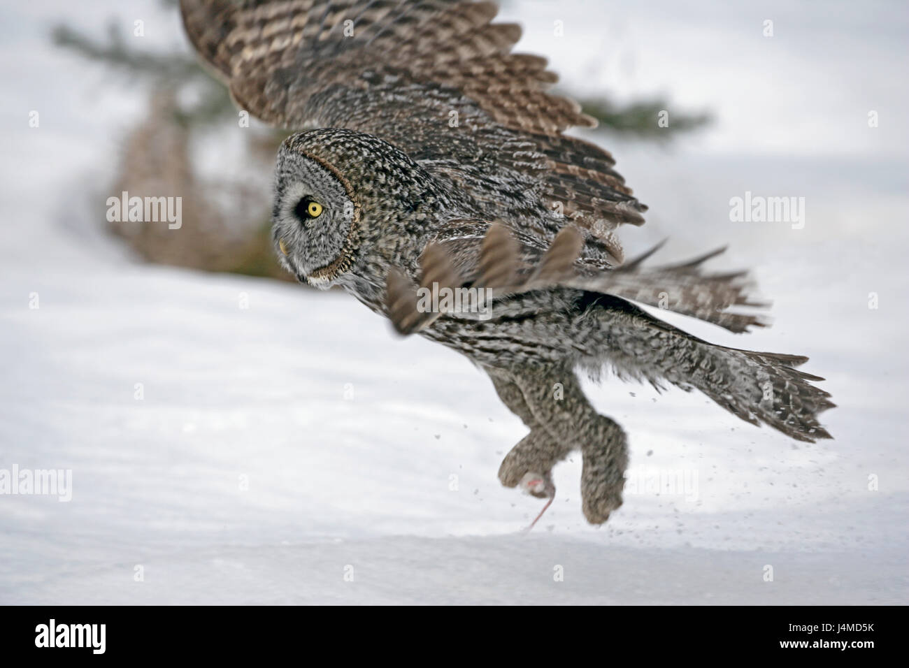 Great Grey Owl taking off with mouse in talon Stock Photo - Alamy