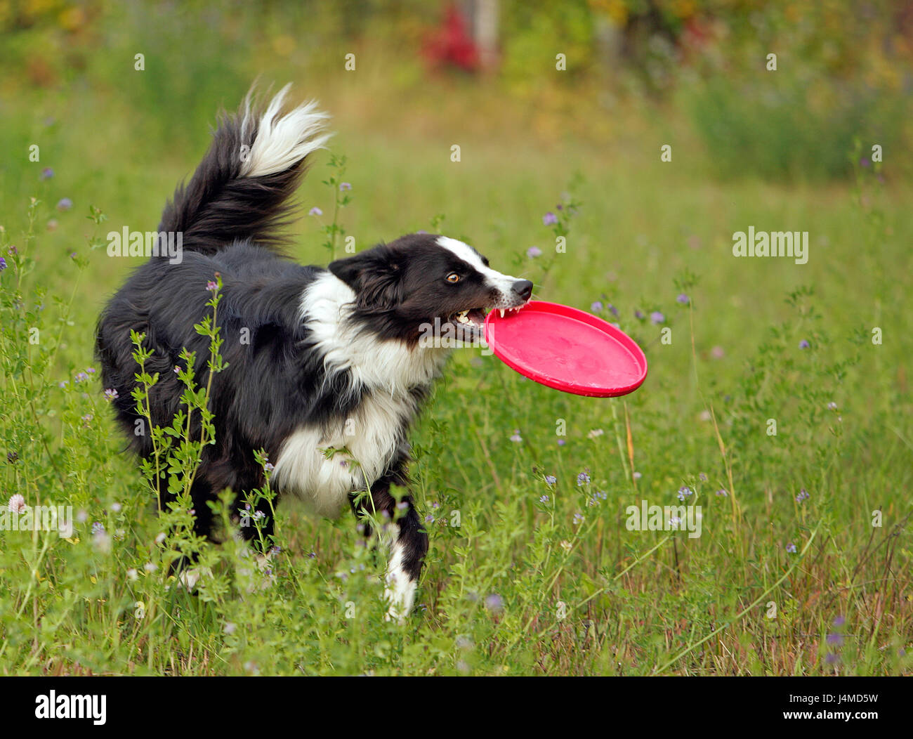Border Collie in meadow fetching toy Stock Photo - Alamy