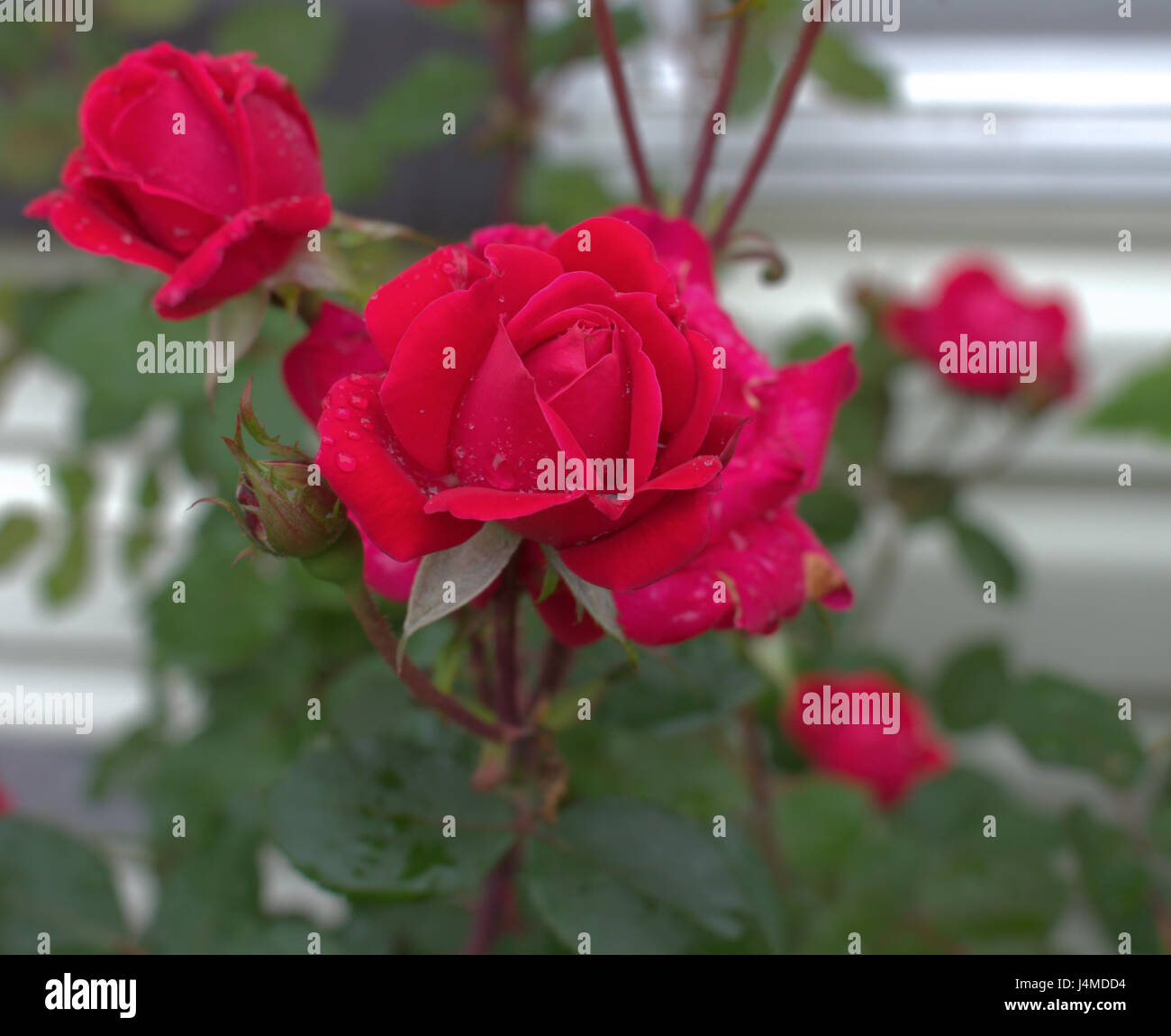 Red roses and rose buds with raindrops Stock Photo - Alamy