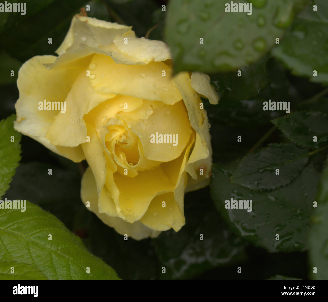 Single yellow rose with raindrops Stock Photo - Alamy