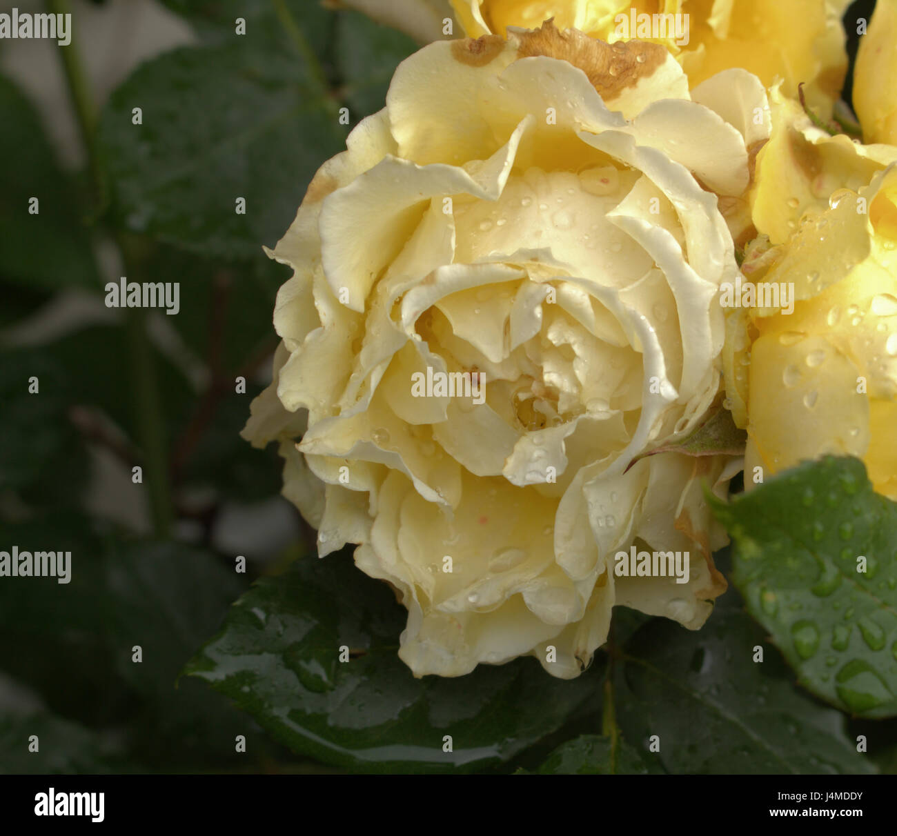 Yellow rose almost ready for deadheading. The color is lightening up ...