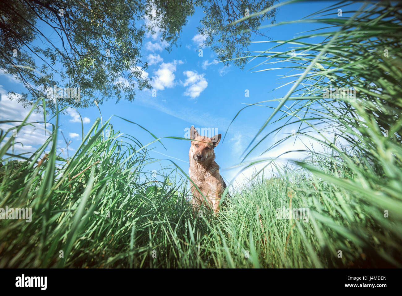 Portrait of dog looking down at grass Stock Photo - Alamy