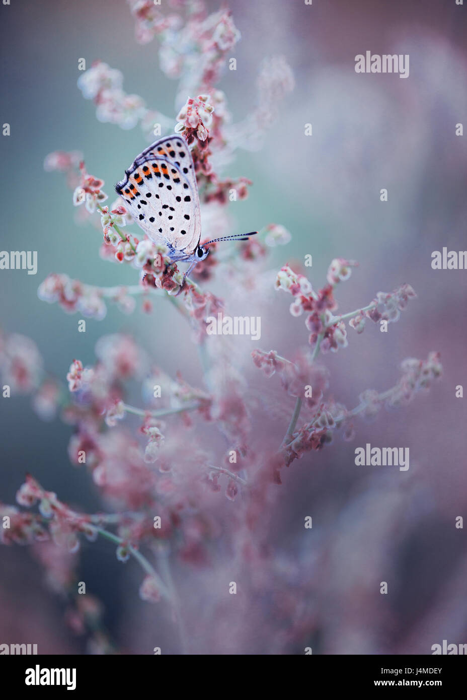 Butterfly negative space hi-res stock photography and images - Alamy