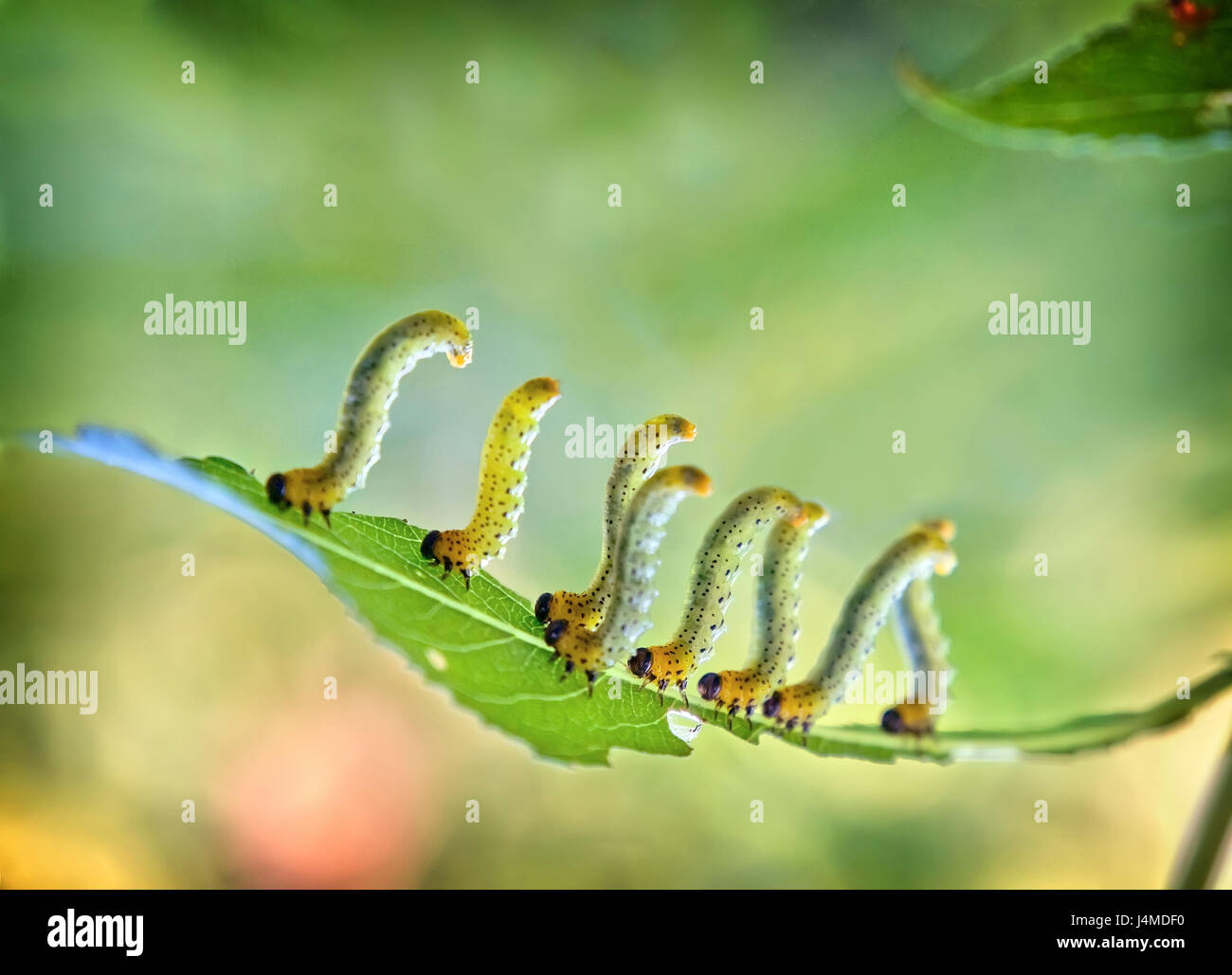 Caterpillars walking on leaf Stock Photo - Alamy