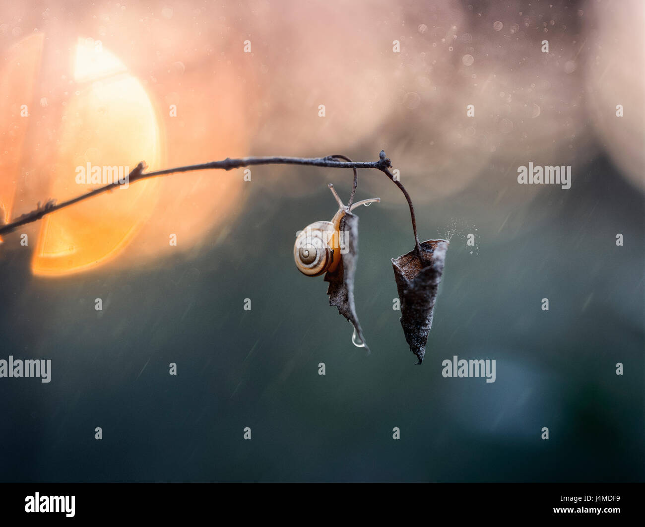 Snail hanging on leaf in rain Stock Photo - Alamy